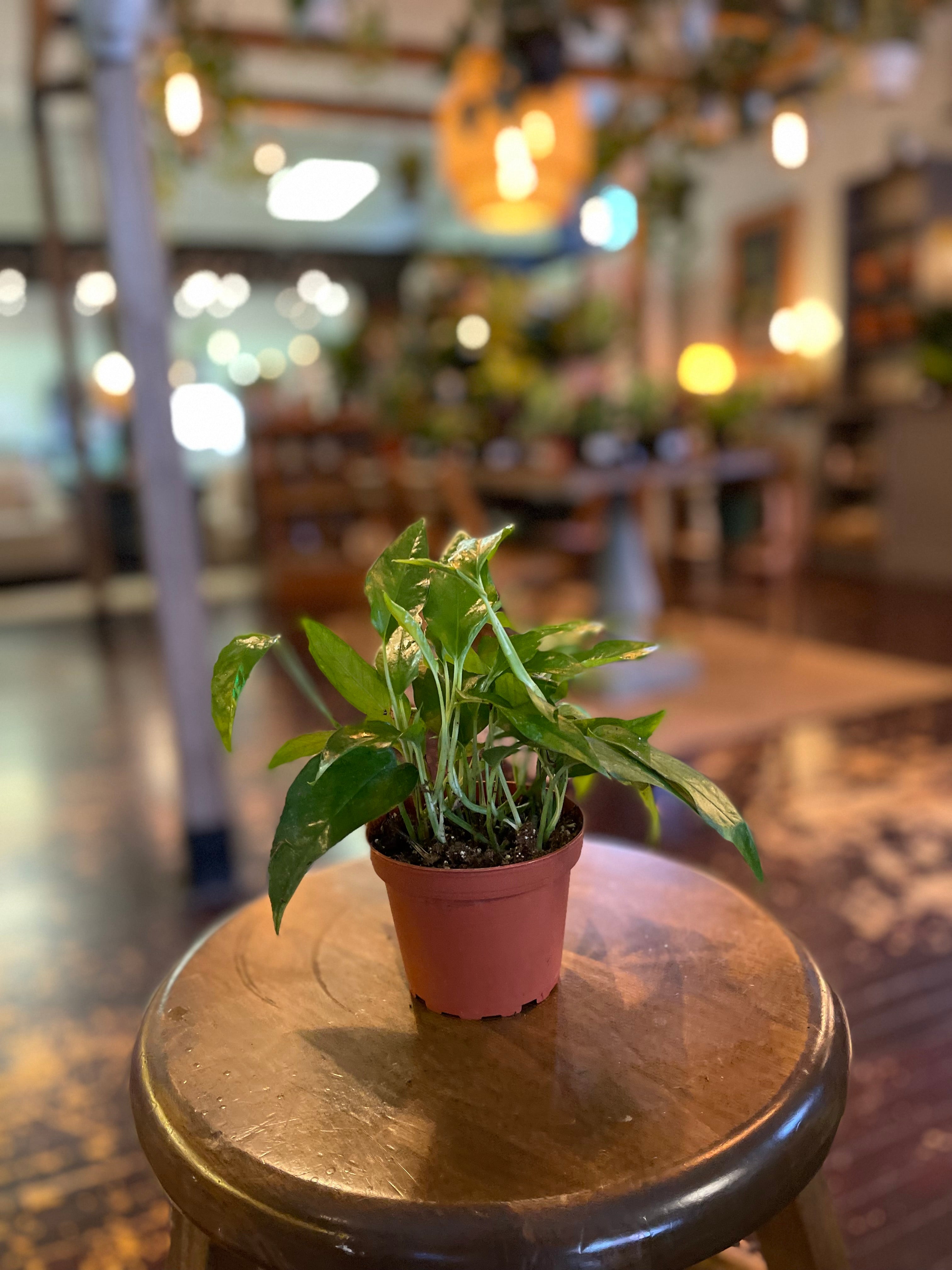 Pothos – The Conservatory